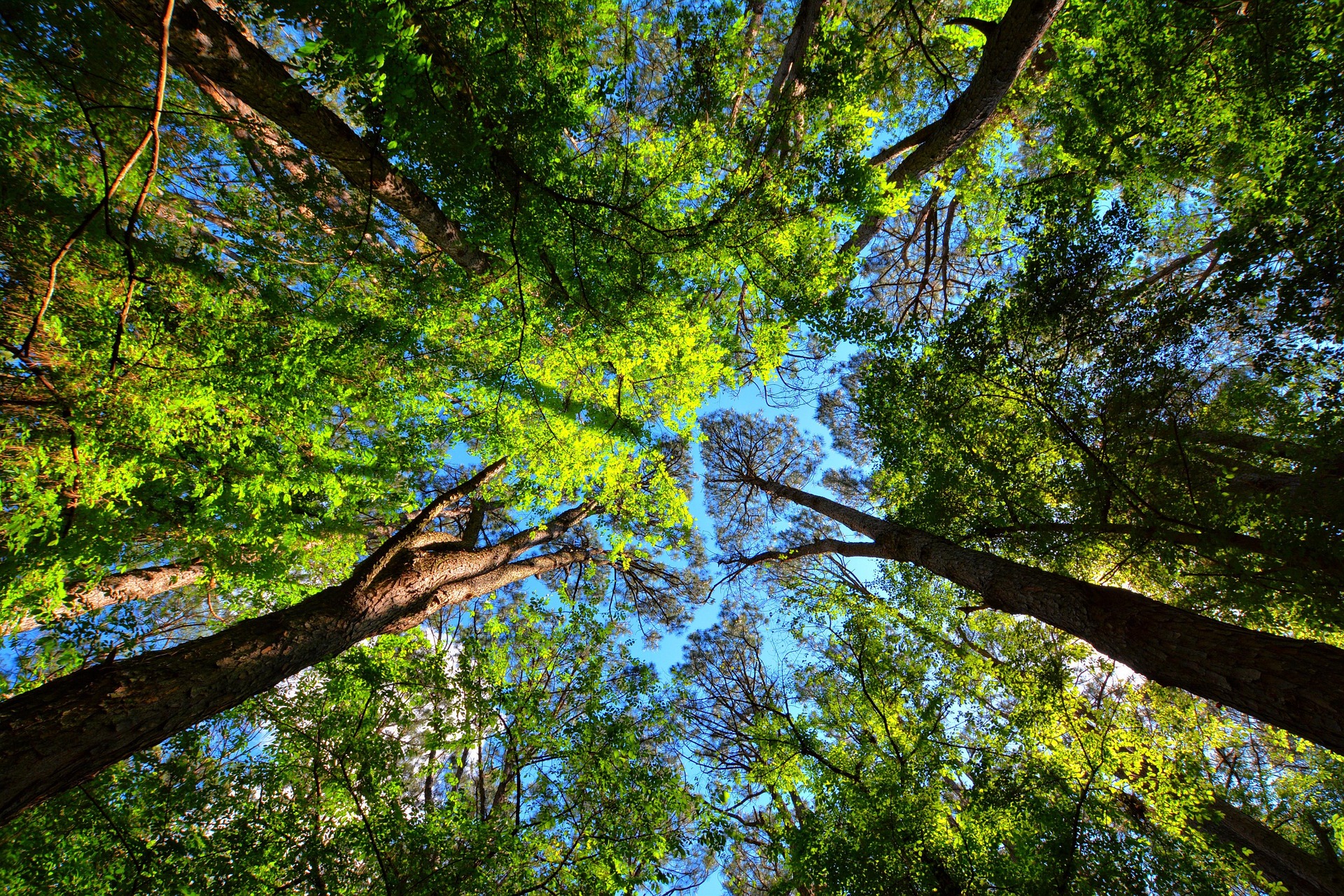 Seguros para Sector Forestal